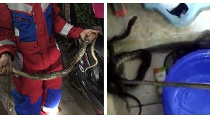 Lagi BAB, Pria Ini Syok Tiba-tiba Ular Sanca Keluar dari Lubang Kloset ...
