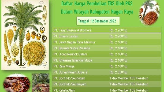 Harga TBS Sawit di Nagan Raya Sudah Tembus Rp 2.350/Kg, Tiga Pabrik ...