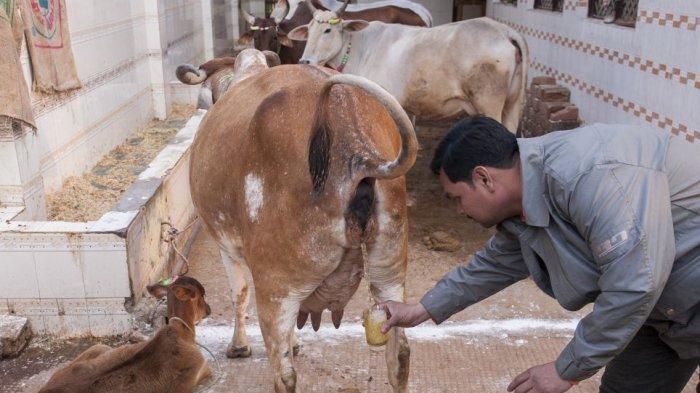 Setelah Bangga Minum Urin Sapi untuk Sembuh dari Virus Corona, Justru ...