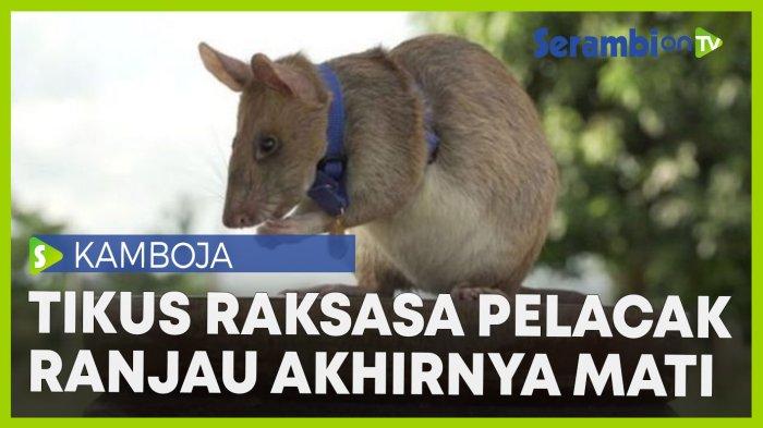 VIDEO - Tikus Raksasa Pelacak Ranjau di Kamboja Akhirnya Mati ...