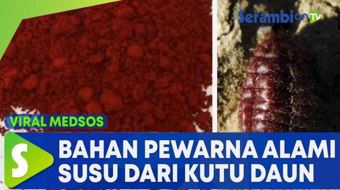 VIDEO VIRAL - Bahan Dasar Pewarna Alami pada Susu dan Yogurt, Terbuat ...