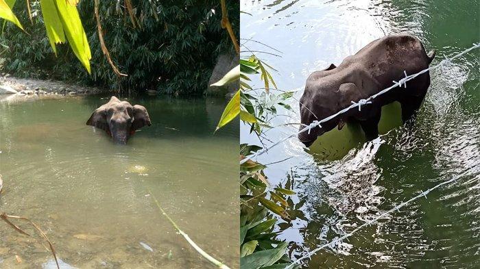 Viral, Seekor Gajah Hamil Mati di Sungai setelah Diberi Makan Nanas ...