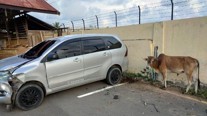 Kejar-kejaran di Jalan, Xenia Komplotan Pencuri Lembu Dipepet Polisi ...