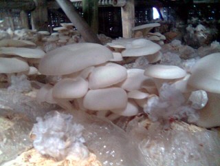 Minuman Kesehatan dari Jamur - Serambinews.com