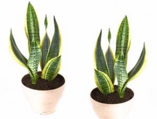 Lima Tanaman Ini Usir Racun dalam Ruang Kantor - Serambinews.com