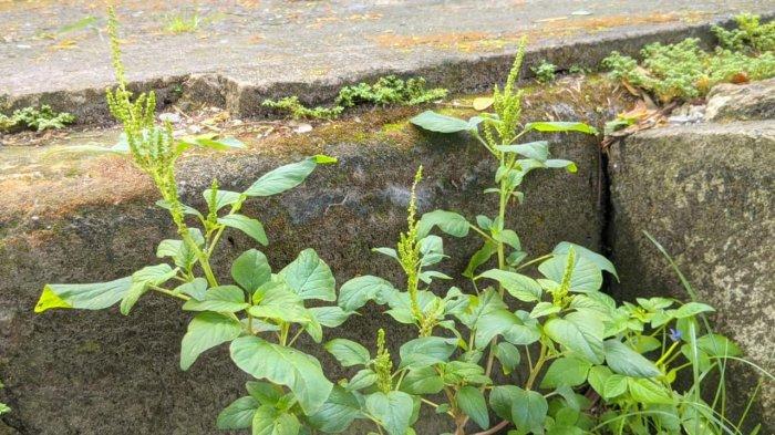 Simak! 8 Manfaat Bayam Duri, Tanaman Liar dengan Segudang Khasiat - Tribunambon.com