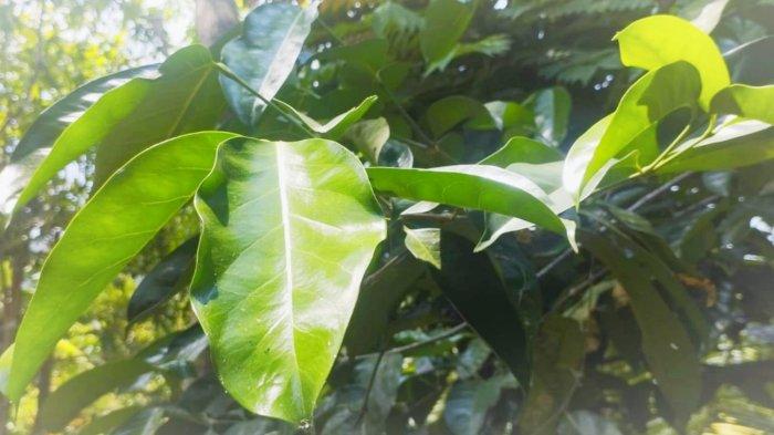 Simak 5 Manfaat Konsumsi Daun Ganemo, Salah Satunya Jaga Kesehatan ...