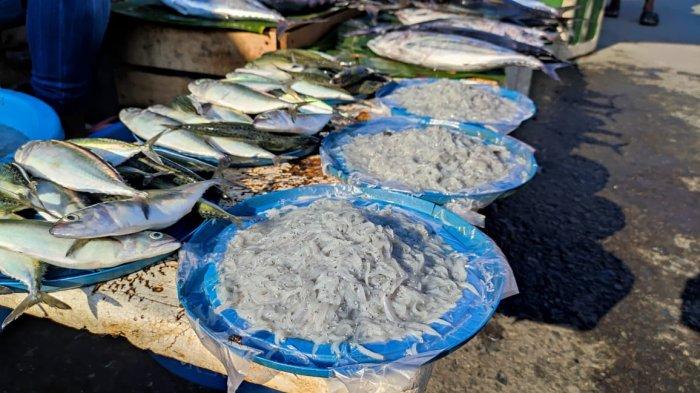 Penuh Gizi, Ikan Puri Nasi Dijual Rp 10 Ribu per Tumpuk di Pasar ...