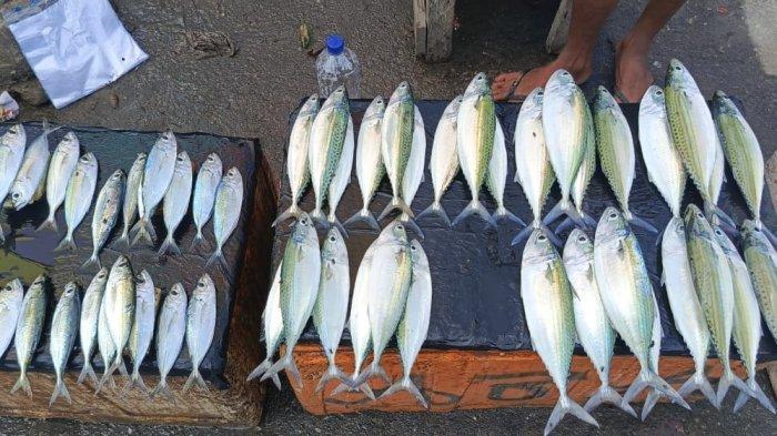 Harga Ikan di Pasar Inpres Namlea Meroket, Momar 8 Ekor Rp 50 Ribu ...