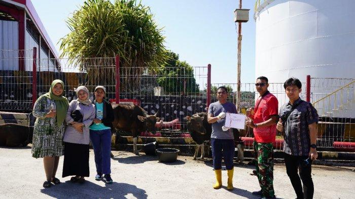 Idul Adha 1444 H, Pertamina Patra Niaga Regional Papua-Maluku Potong 110 Hewan Kurban ...