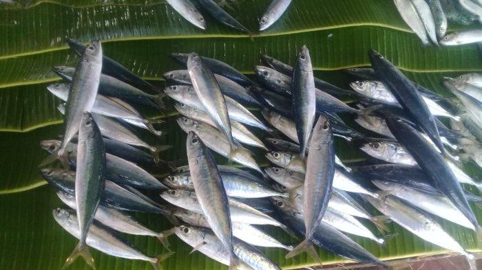 Cuaca Ekstrem Harga Ikan di Pasar Maren – Tual Stabil, 15 Ekor Ikan ...