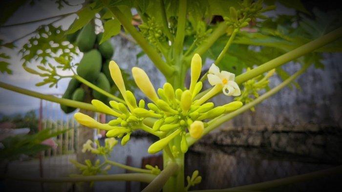 Pahit namun Bergizi Tinggi, Ini Manfaat Bunga Pepaya bagi Kesehatan ...