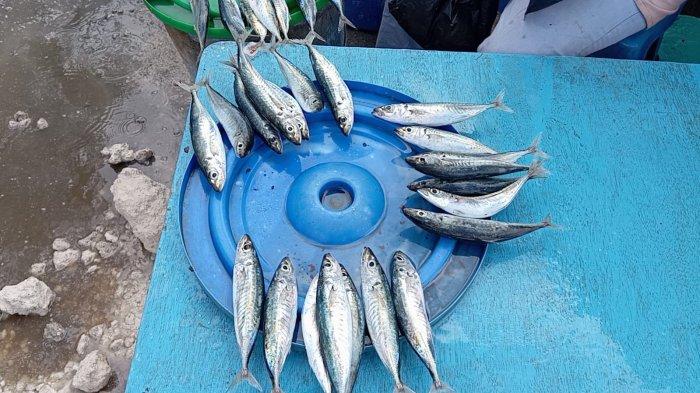 Cuaca Buruk, Harga Ikan di Maluku Tenggara Masih Mahal: Momar Rp 1 Juta ...