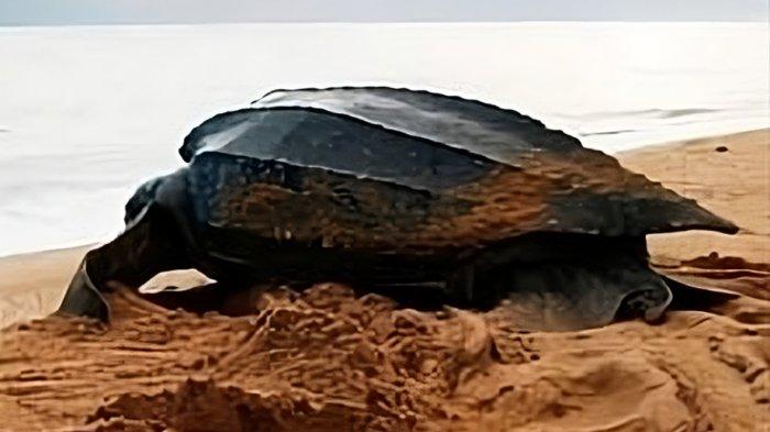 Lestarikan Tabob Lewat Festival Pesona Meti Kei 2023 - Tribunambon.com