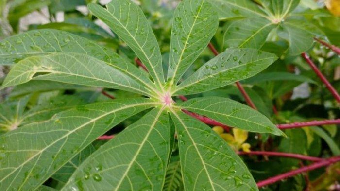 Simak 13 Manfaat Konsumsi Daun Kasbi tuk Kesehatan Warga Maluku ...