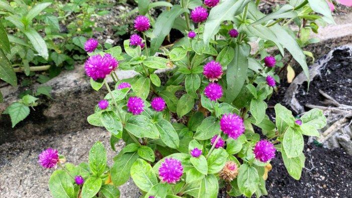 Jarang Diketahui, Simak 8 Manfaat Bunga Kancing tuk Kesehatan: Salah ...