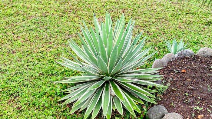 Bukan Sekedar Tanaman Hias, Simak 10 Manfaat Agave Angustifolia tuk ...