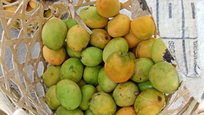 Buah Mangga Mulai Melimpah di Maluku Tenggara - Tribunambon.com