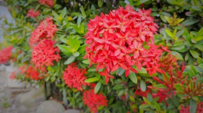 Selain Elok Bunga Asoka Ternyata Memiliki 8 Manfaat tuk Kesehatan ...