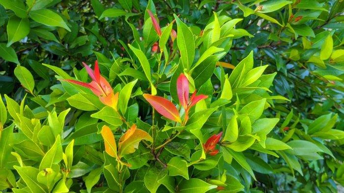 Simak 6 Manfaat Tanaman Pucuk Merah tuk Kesehatan - Tribunambon.com