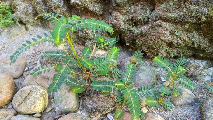 Bukan Tanaman Liar, Daun Meniran Ternyata Punya Segudang Manfaat tuk ...