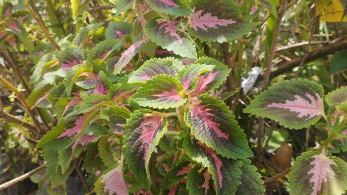 Simak 7 Manfaat Daun Miana, di Ambon Disebut Daun Biana - Tribunambon.com