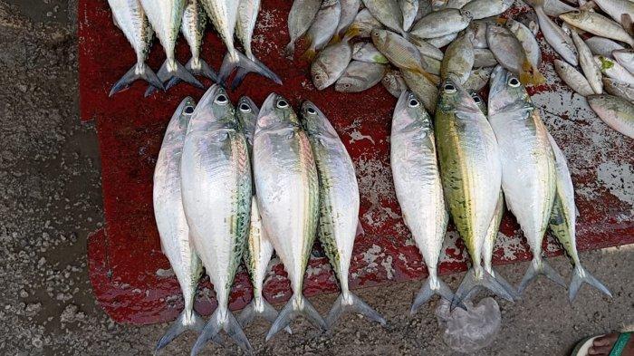 Cuaca Buruk, Harga Ikan di Pasar Langgur - Maluku Tenggara Melonjak ...
