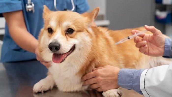 Anjing di Ambon Gencar Disuntik Vaksin Anti Rabies, Warga Harap Lapor ...