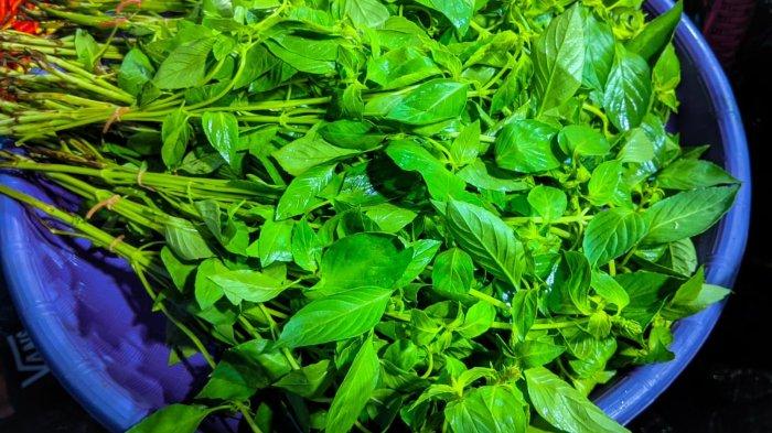 Daun Kemangi Bisa Hilangkan Bau Mulut, Simak 7 Manfaatnya Tuk Kesehatan - Tribunambon.com