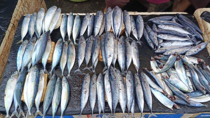 Tiga Hari Stok Kosong, Ikan Momar Kembali Tersedia di Pasar Namlea ...
