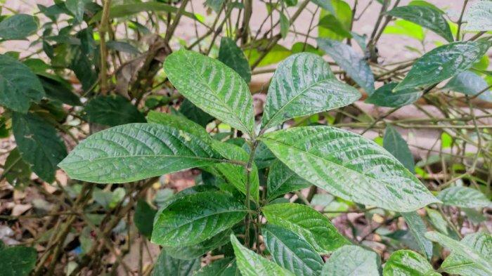 Simak 5 Manfaat Daun Pecah Beling tuk Kesehatan serta Cara ...