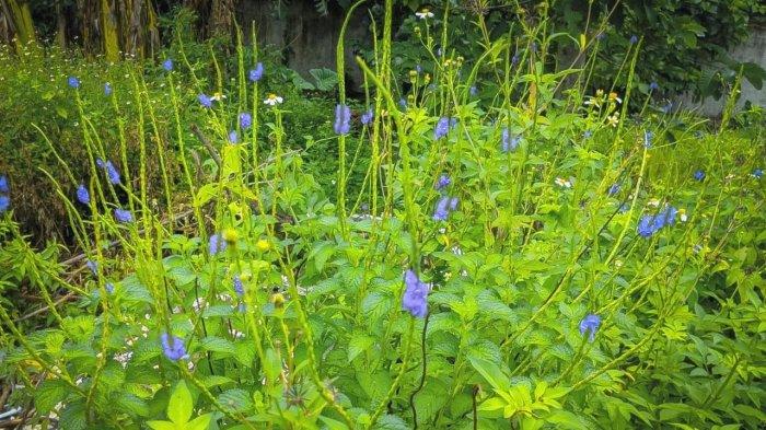 Simak 7 Manfaat Pecut Kuda, Tanaman Liar dengan Segudang Kandungan Baik ...