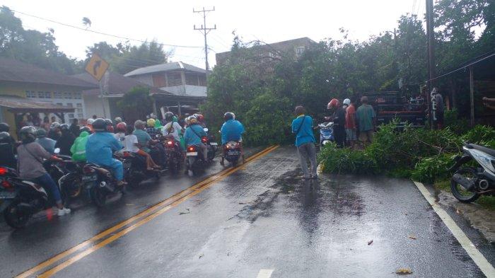 Hujan Disertai Angin Kencang, Sebuah Pohon Tumbang Tutupi Jalan di ...
