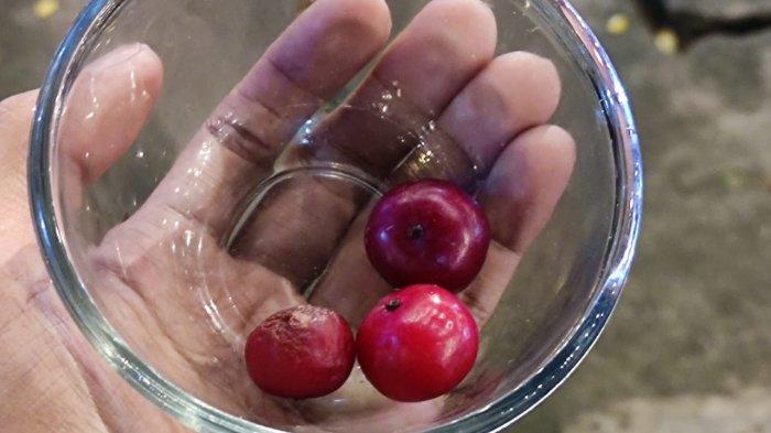 Simak 10 Manfaat Buah Tomi-tomi tuk Kesehatan Warga Maluku - Tribunambon.com