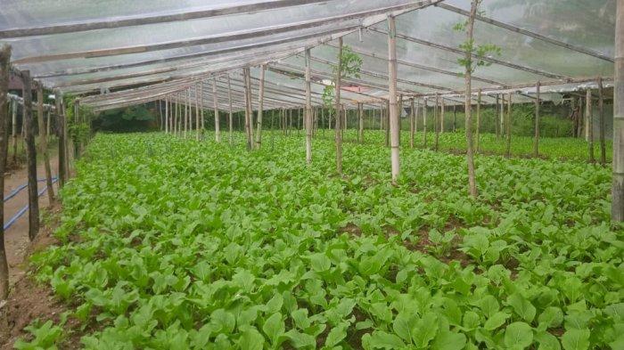 Harga Sayuran Mahal di Pasar Mardika Ambon, Ini Penjelasan Petani ...