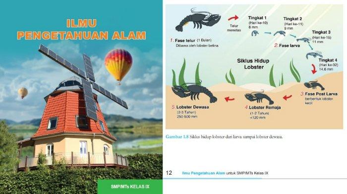 Kunci Jawaban IPA Kelas 9 Kurikulum Merdeka Halaman 13: Siklus Hidup ...