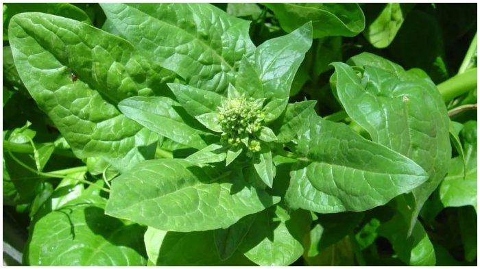 8 Manfaat Bunga Bayam untuk Kesehatan: Obati Diabetes hingga Cegah ...