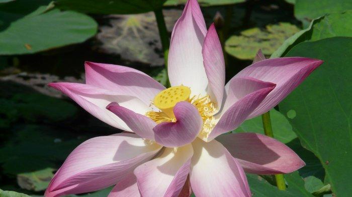 Ragam Fakta Bunga Teratai yang Jarang Diketahui, dari Simbol Agama ...