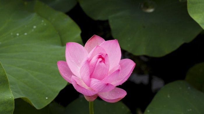 Sederet Fakta tentang Bunga Teratai: Ragam Warna, Pandangan Berbagai ...