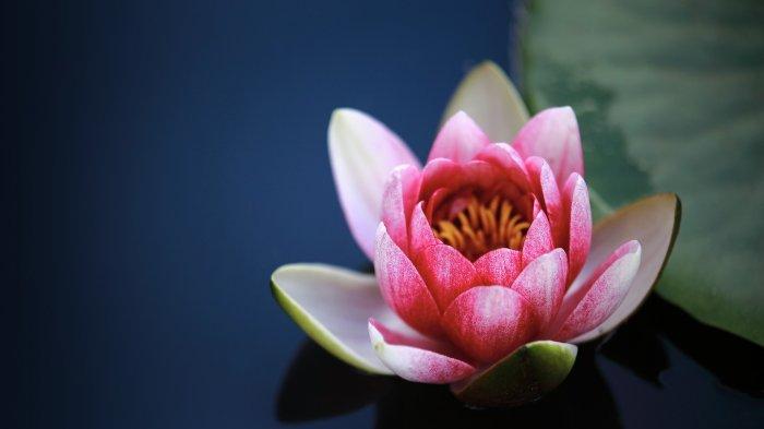 6 Manfaat Akar Bunga Teratai bagi Kesehatan, Bantu Kontrol Tekanan ...