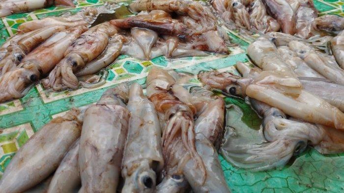 Hasil Tangkapan Melimpah, Harga Cumi-Cumi di Ambon Dijual Murah, Mulai ...