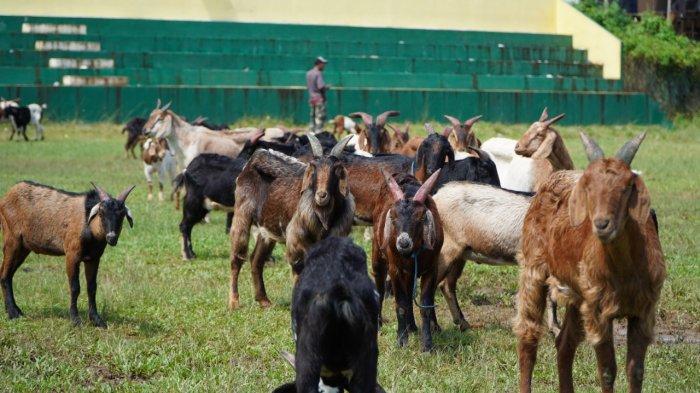 Harga Hewan Kurban Jelang Idul Adha 2021, dari Kambing hingga Sapi Cek di Sini - Halaman all ...