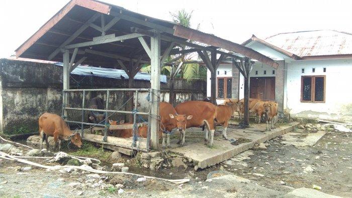 Rumah Potong Babi Bakal Dibangun di Tawiri, Tempatnya Berdekatan dengan ...