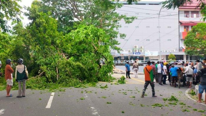 Hujan Disertai Angin Kencang di Ambon, Pohon Tumbang di Sejumlah Titik - Tribunambon.com