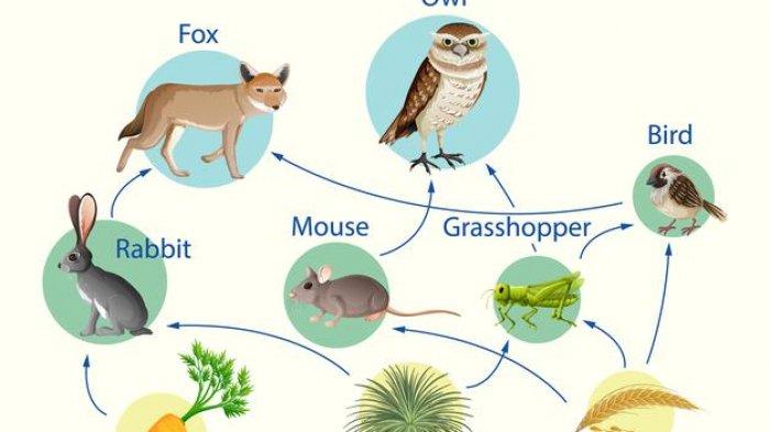 Apa Itu Rantai Makanan? Kenali Komponen Produsen, Konsumen dan Pengurai ...