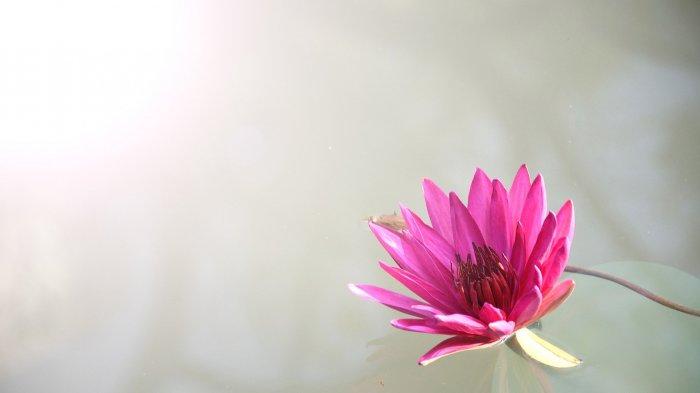 Fakta Unik Bunga Teratai yang Mungkin Belum Kamu Tahu, dari Ketinggian ...