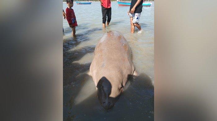 Heboh Dugong Terdampar di Pasir padi Pangkalpinang, Tahukah Anda Hewan ...