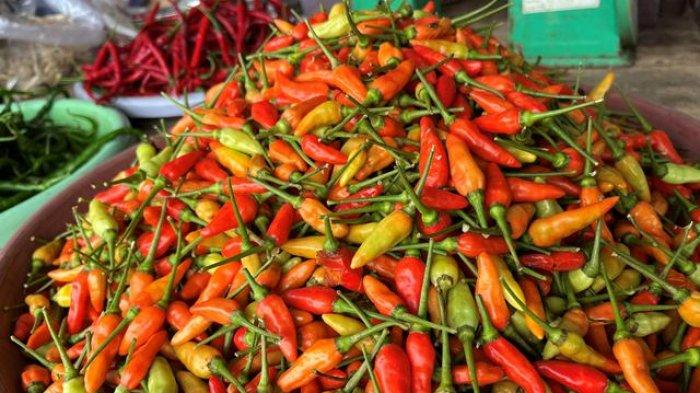 Harga Komoditi Cabai Rawit Berangsur Turun - BaBelnews.id