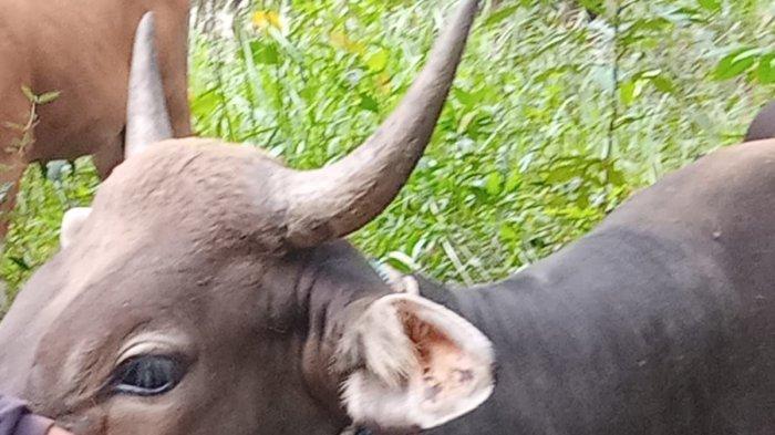 Angka Kesembuhan PMK di Bangka Tengah Meningkat, Peternak Mulai Tambah ...