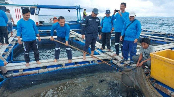 PT Timah Panen Ikan dan Udang dengan Konsep KJA - BaBelnews.id